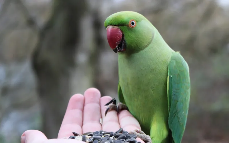 THE PANDIT, THE PARASITES AND THE PARROT - E M A A N L I B R A R Y . C ...